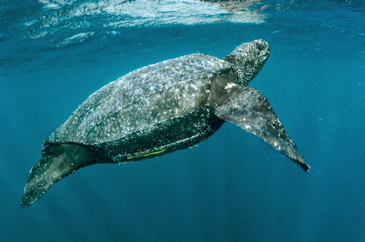 Animals of the world: octubre 2016