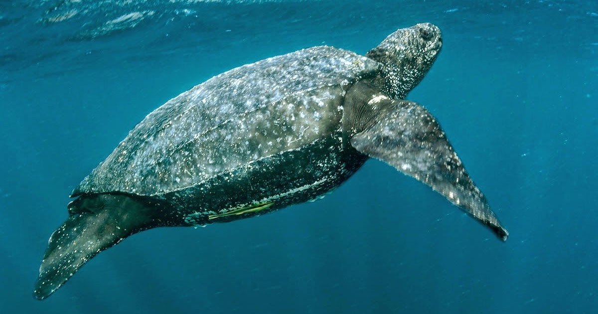 Animals of the world: Dermochelys coriacea (Tortuga Laud)