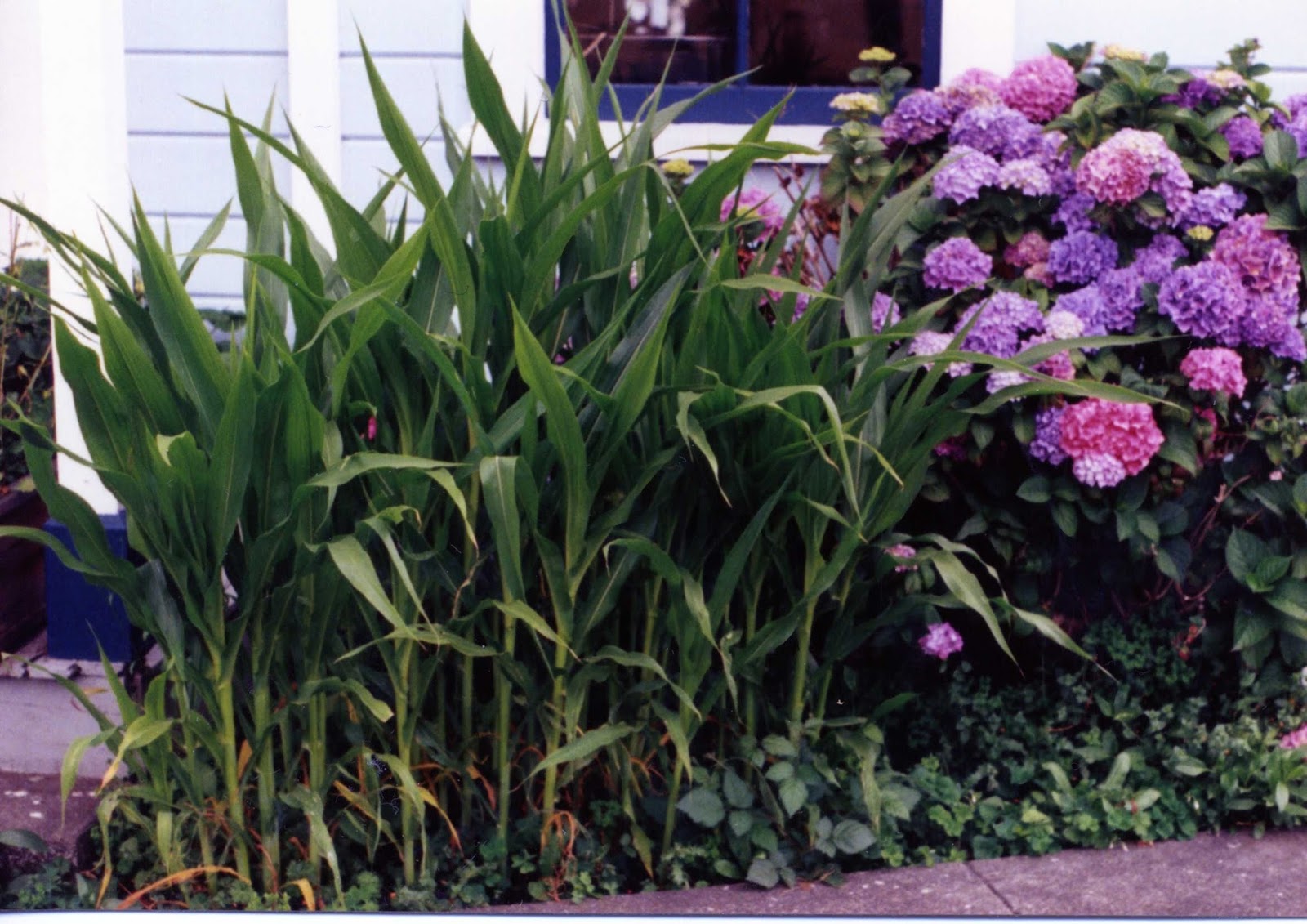 Scene Through My Eyes: Mosaic Monday - Hydrangeas