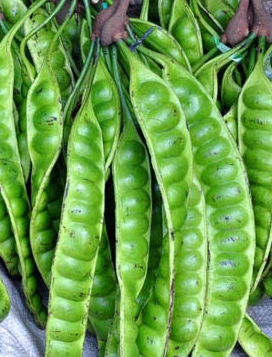 Flora Indonesia: Manfaat Tanaman Buah Bau Menyengat (Jengkol, Petai dan ...