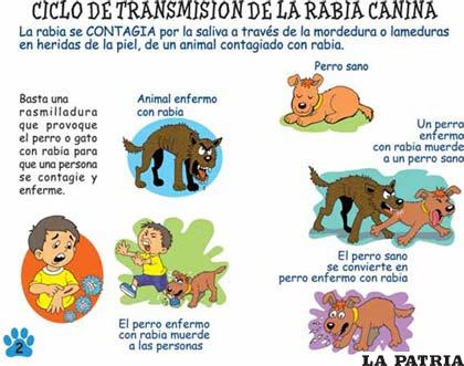 Enfermedades Mas Comunes: Rabia