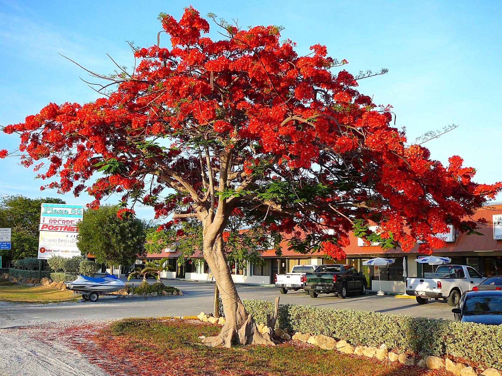OJOP: Royal Poinciana