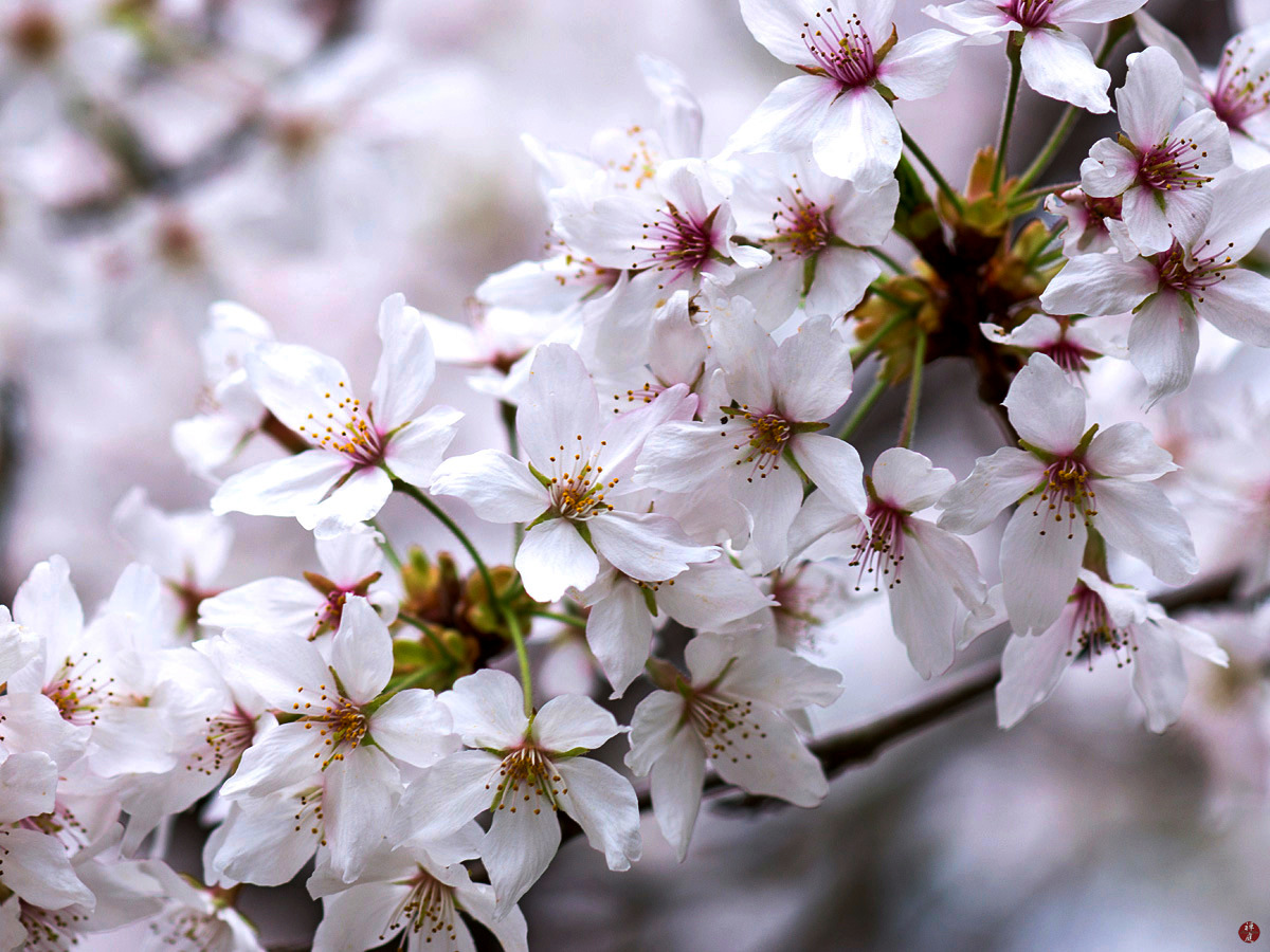 FROM THE GARDEN OF ZEN: Sakura blossoms: Engaku-ji