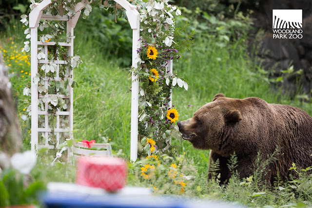Bear Affair teaches bear smarts in the Northwest