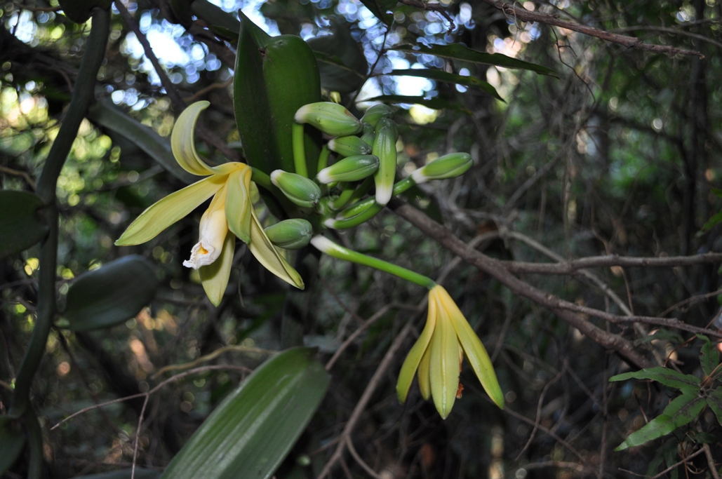 FLORA DE MISIONES Argentina: Vanilla chamissonis Klotzsch
