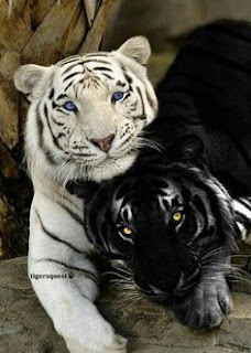 TIGRE-NEGRO - FELINOS FANTÁSTICOS