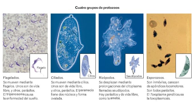 BIOLOGÍA Y GEOLOGÍA 1º ESO: Tipos de protozoos