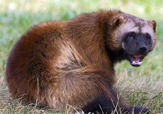 Natureza Viva: Carcaju