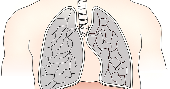 Boererate.com: Asemhaling en die asemhalingstelsel