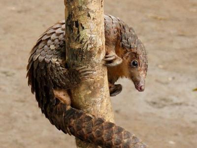 Petit Zoo. Experiencias de Cría en Zoo.: El pangolín, en grave riesgo ...