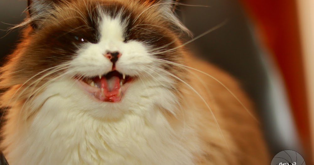 KG8 - Photos: Le cri du chat