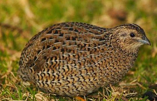 Sơn Cute: CHIM CÚT món ăn bài thuốc