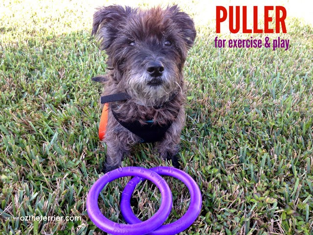 PULLER Interactive Device for Dogs #giveaway | Oz the Terrier ...