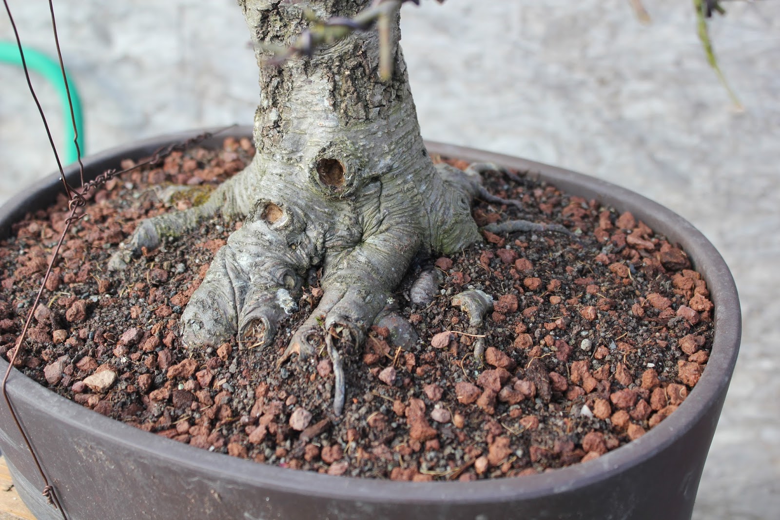 Bonsai en Bogen: Silver Birch roots