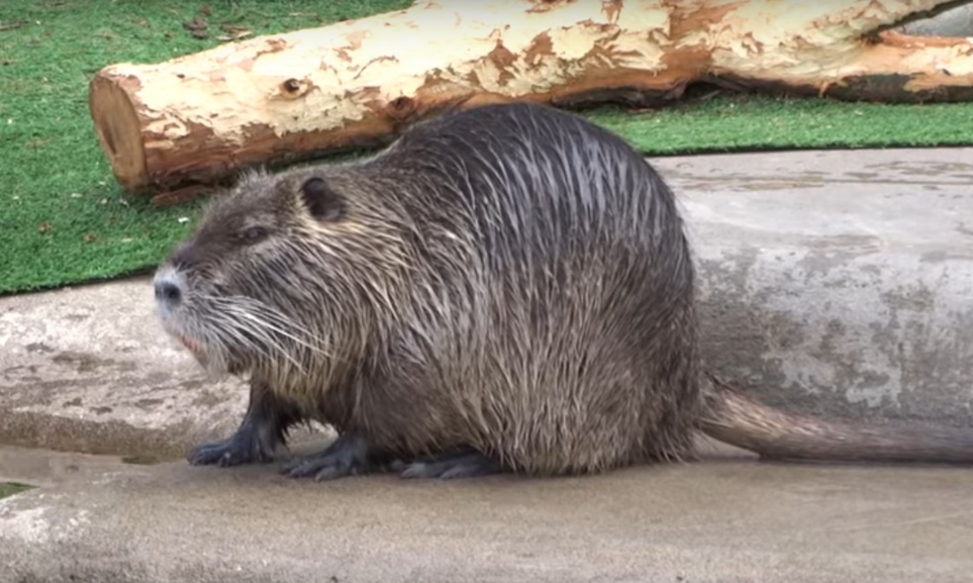 Balkanski Zabavnik: Nerealno: U Rusiji glavna poslastica postala ...
