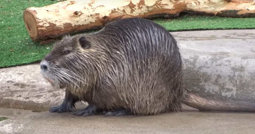 Balkanski Zabavnik: Nerealno: U Rusiji glavna poslastica postala ...