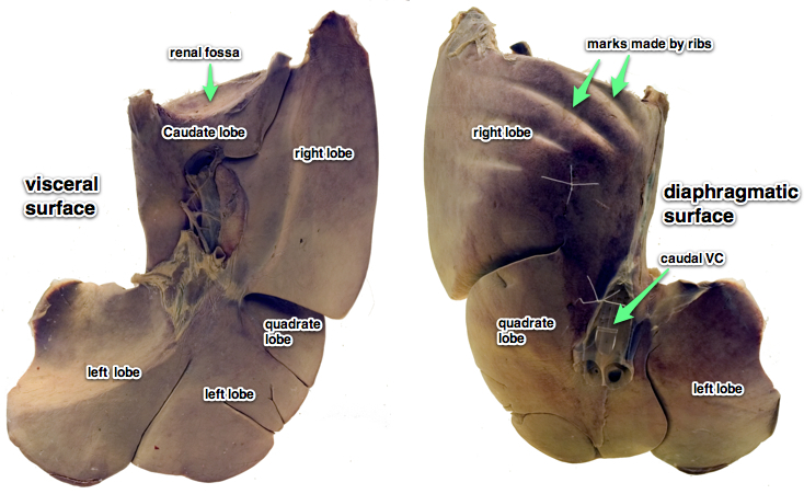 Horse and Pig abdomen - Lecture 164 | BVetMed1