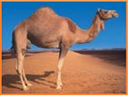 Biologi: ADAPTASI MAKHLUK HIDUP