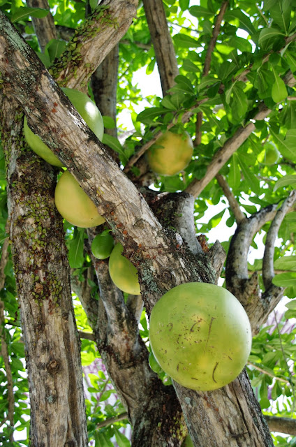 Trees and Plants: Calabash Tree