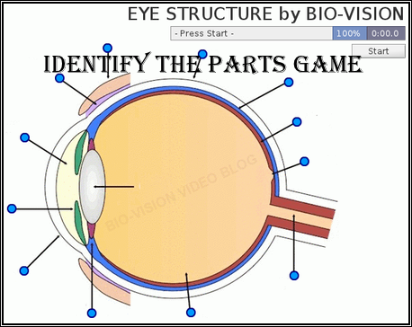 EYE IDENTIFY THE PARTS - GAME - BIOLOGY - STANDARD 10