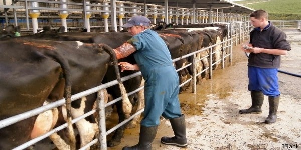 10 Pekerjaan Paling Aneh di Dunia | Cuma Ingin Tahu