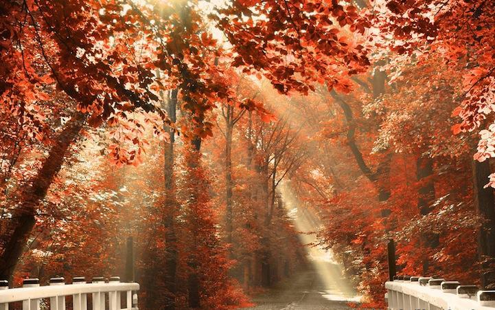 Zikaria Wallpepar: Nachural Wallpapers top 2011