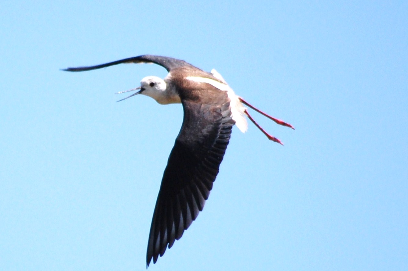 Imagens da vida animal: O voo das aves: Pernilongo (Himantopus himantopus)