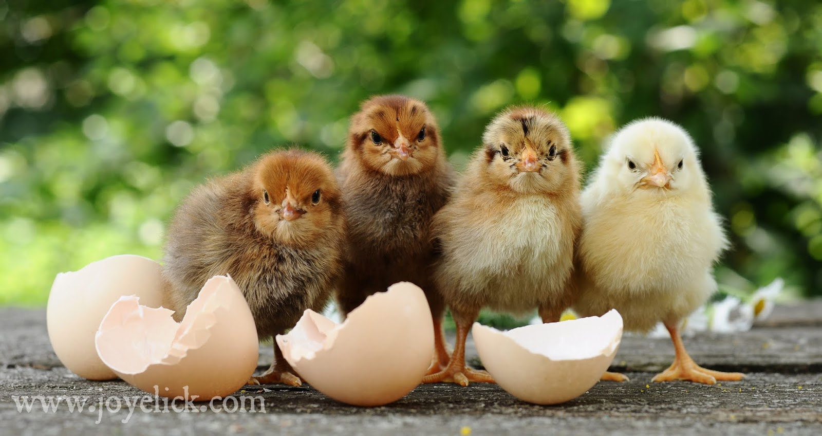 Beginner's guide to BABY CHICKS: What you need to know to get started ...