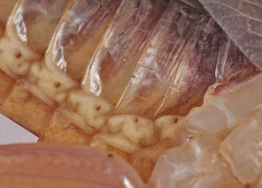 BunyipCo: October 2013