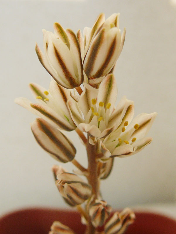 Eriospermum: Eriospermum paradoxum