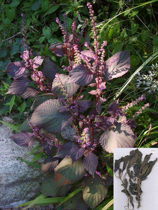 Perilla leaf (Zisuye)-Perilla frutescens-Folium Perillae