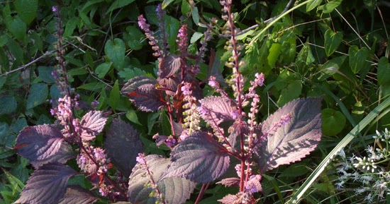 Perilla leaf (Zisuye)-Perilla frutescens-Folium Perillae