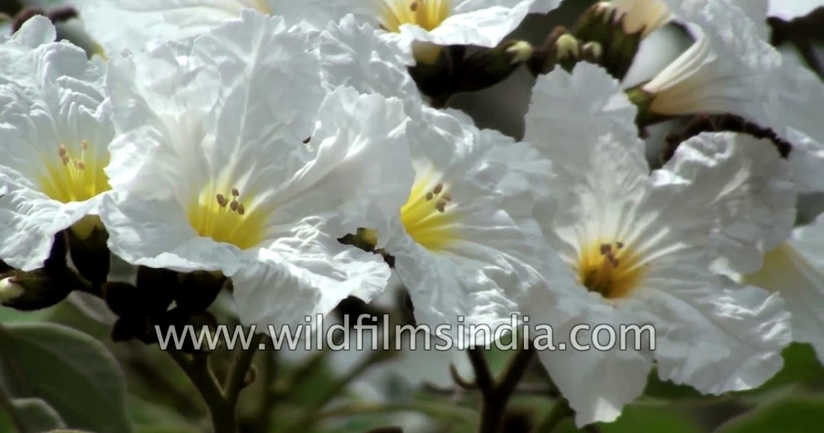 Flora-Hort. all about Horticulture, Floriculture and Landscaping ...