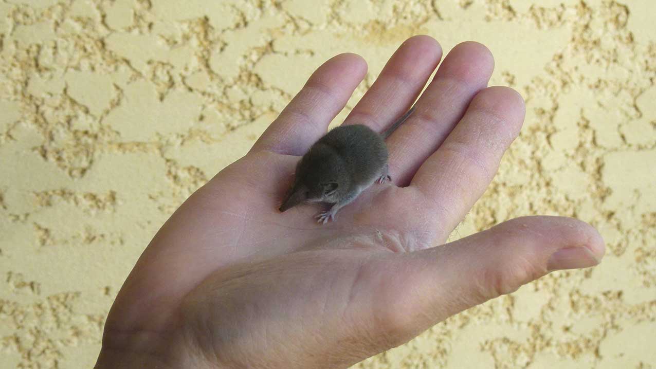 Faune Flore d'Ul: Musaraigne