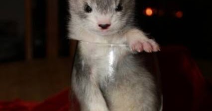 Los Animales y sus Humanos: ¿Qué necesito para cuidar a mi Hurón bebé ...