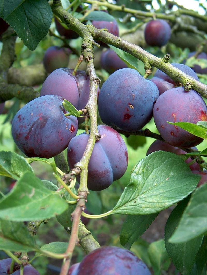 How to Grow Damson Plum, Guide to Growing and Planting Damsons ...