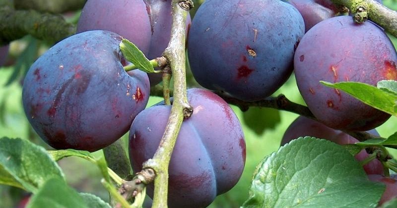 How to Grow Damson Plum, Guide to Growing and Planting Damsons ...