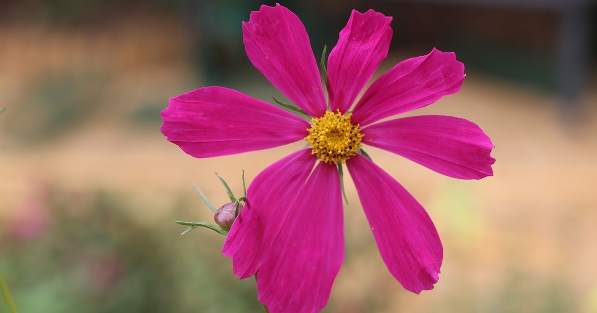 Flor del Cosmos | De flores comestibles