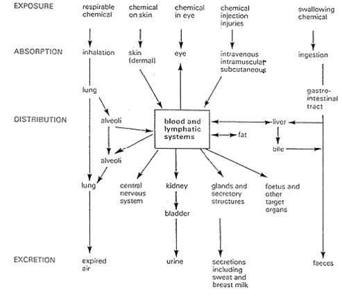 Industrial Hygiene & Loss Prevention: Industrial Toxicology