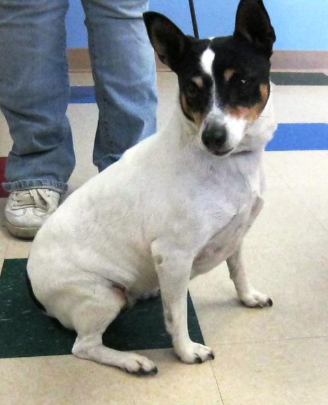 Rescued Ratties Dog Blog: Our Next Foster, Kasha