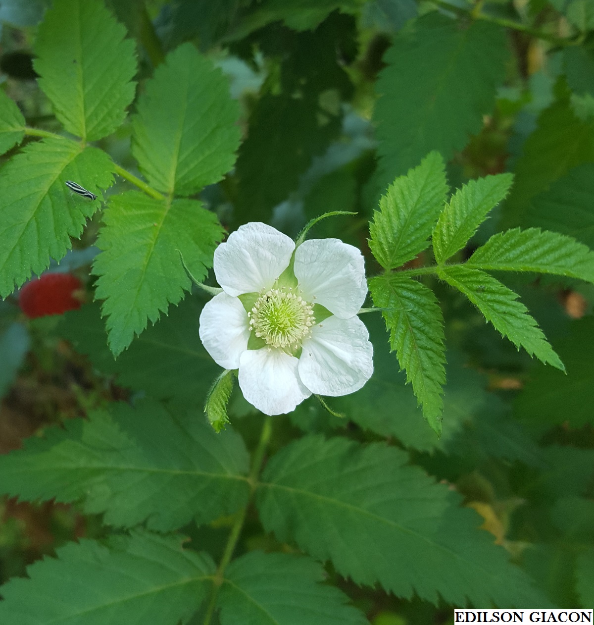 Viveiro Ciprest - Plantas Nativas e Exóticas: Framboesa Silvestre ...
