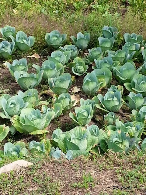 P3's Travel Dazzle: Manali - Dreamy & picture perfect