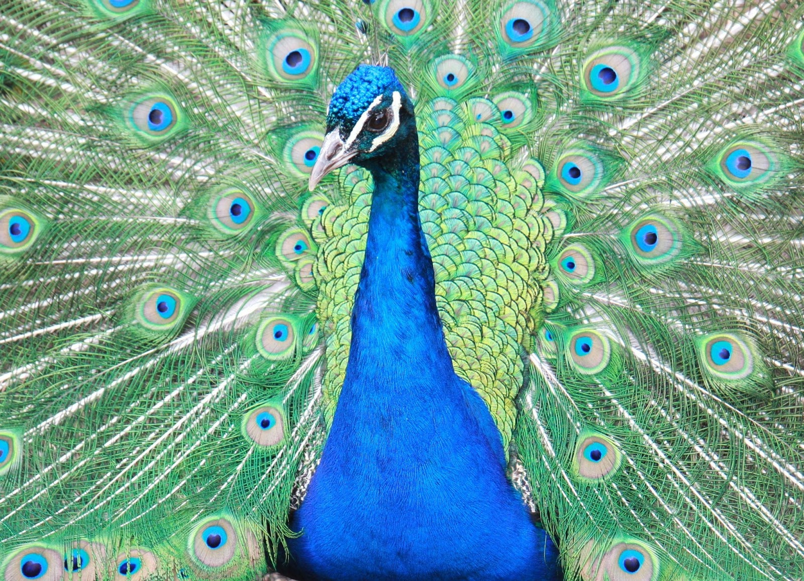 Madrid: Primer plano de pavo real de El Retiro