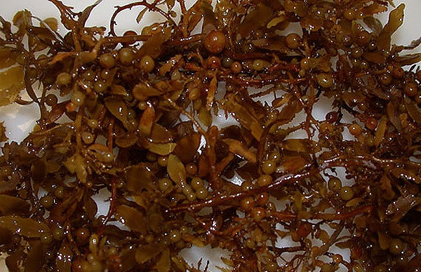 O Melhor da Biologia: Talóftas