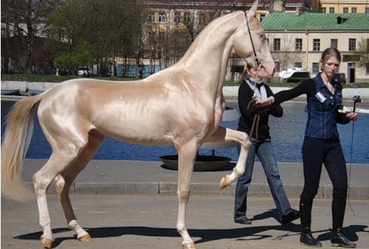 Boom: Horse That Shine Like Gold - Akhal-Teke