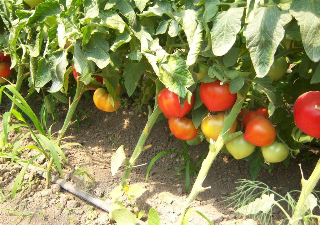 Cultivarea rosiilor | Idei de afaceri agricole & zootehnice