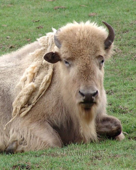 White Wolf : Rare White Buffalo Dies In Hunt County