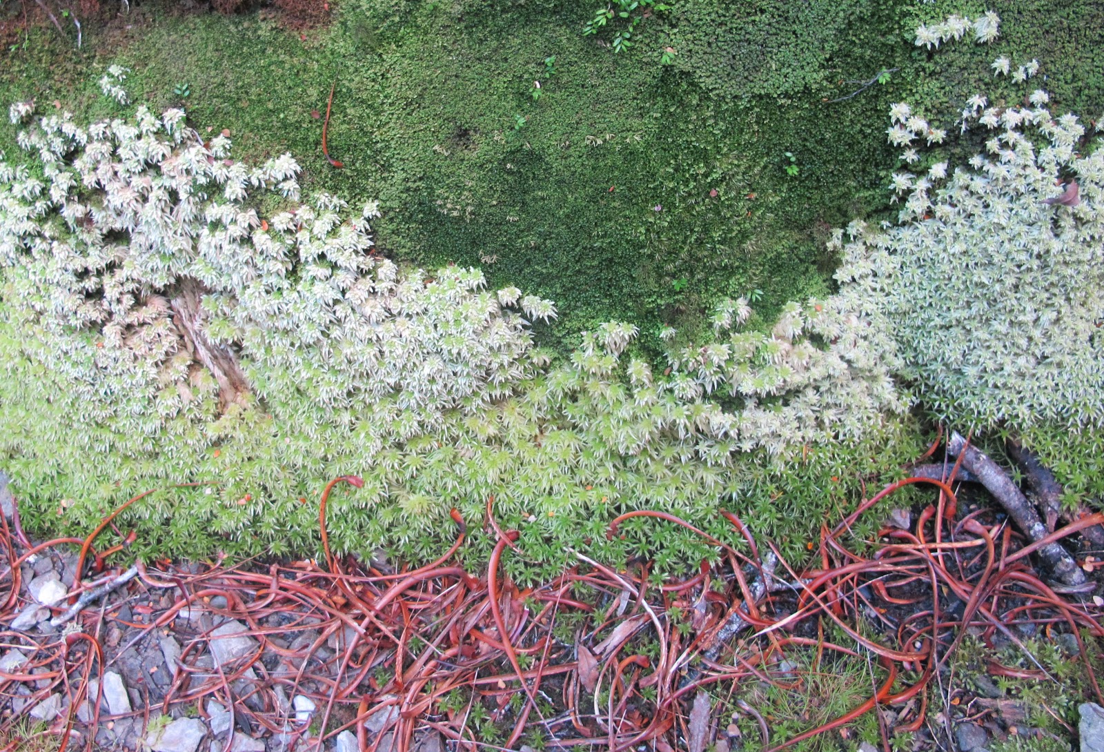 Come, walk with me.: Heaphy Track - day 2 Gouland Downs hut to Saxon Hut