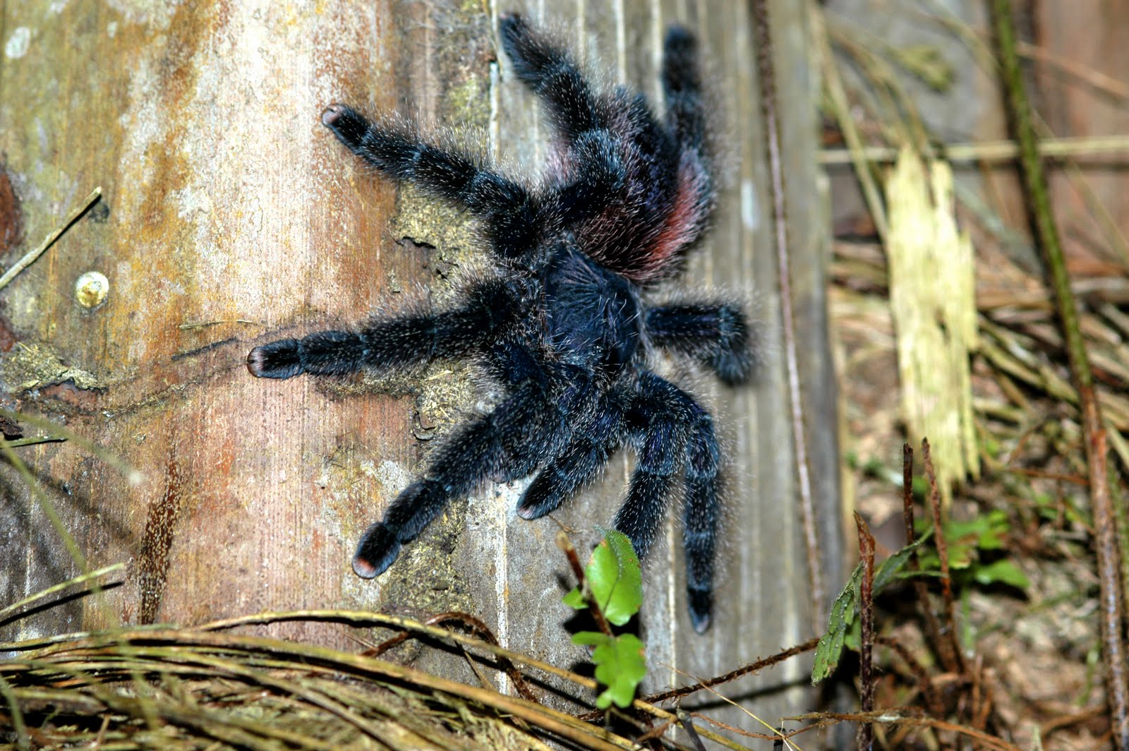 CONSERVACION PRIVADA: FOTOS DE INSECTOS DE LAS MAS COMUNES DEL AREA DE ...
