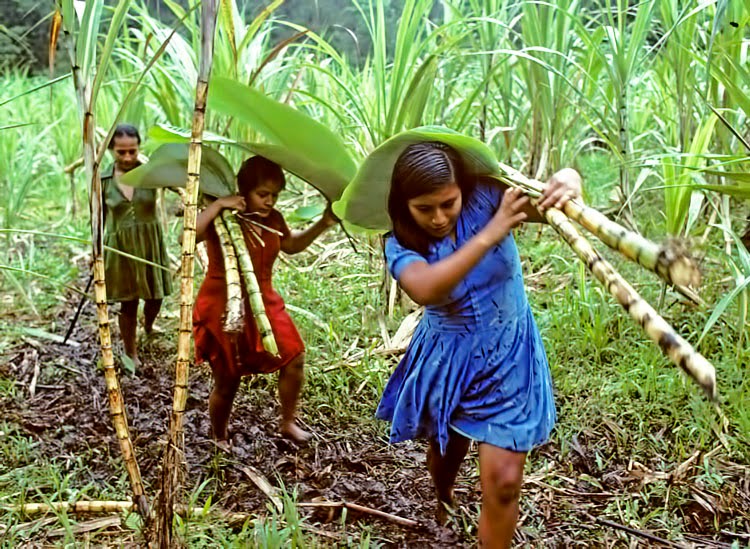 Fascinating Humanity: Awa Women Carrying Sugarcane In Ecuador's Coastal ...